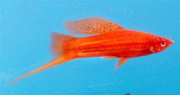 Shamudra Bilash: Sword Tail & Molly Fish