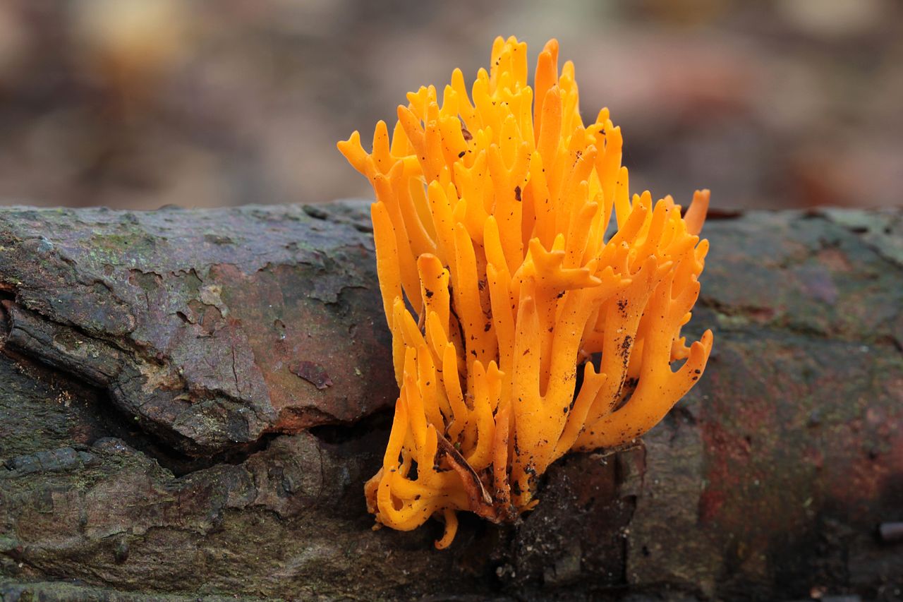 Jamur Jelly? Apaan tuh?! [Part 2] - Alif Meylinda