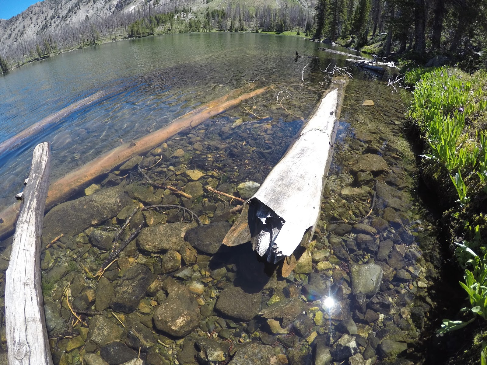 Backcountry Lakes: White Clouds, Champion Lakes: June 25th, 2016