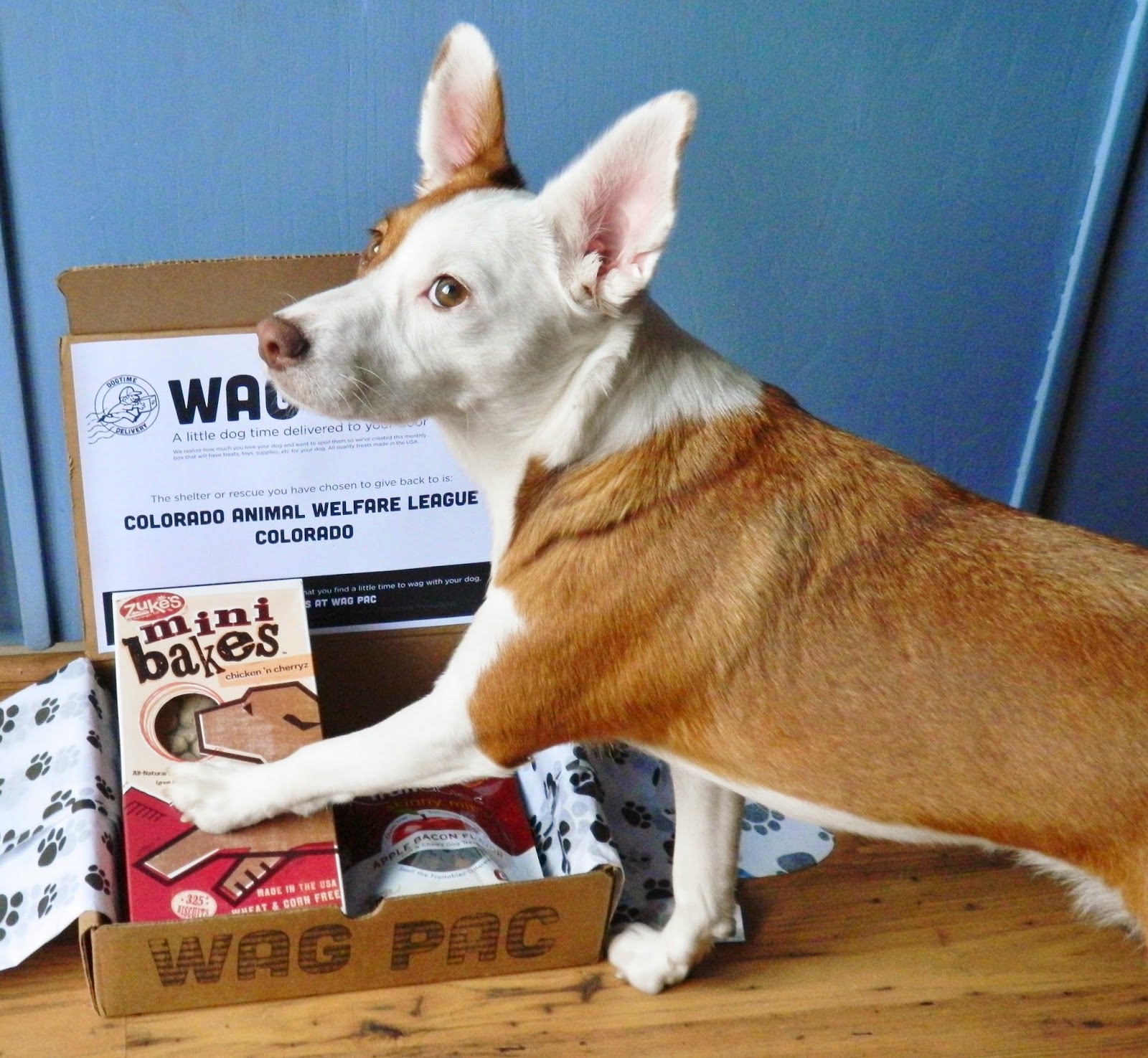 Rubicon Days: Ruby Reviews: Wag Pac March Box