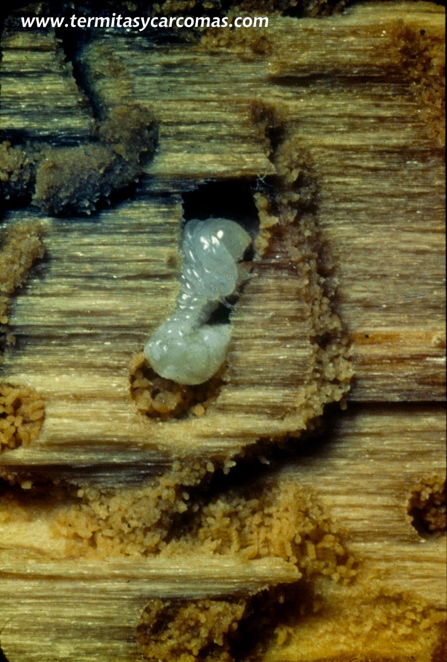 Termitas y carcomas.: Carcoma de los muebles. Anobium punctatum