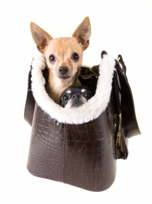 Ranting and Raving: Dog Owners I Hate.