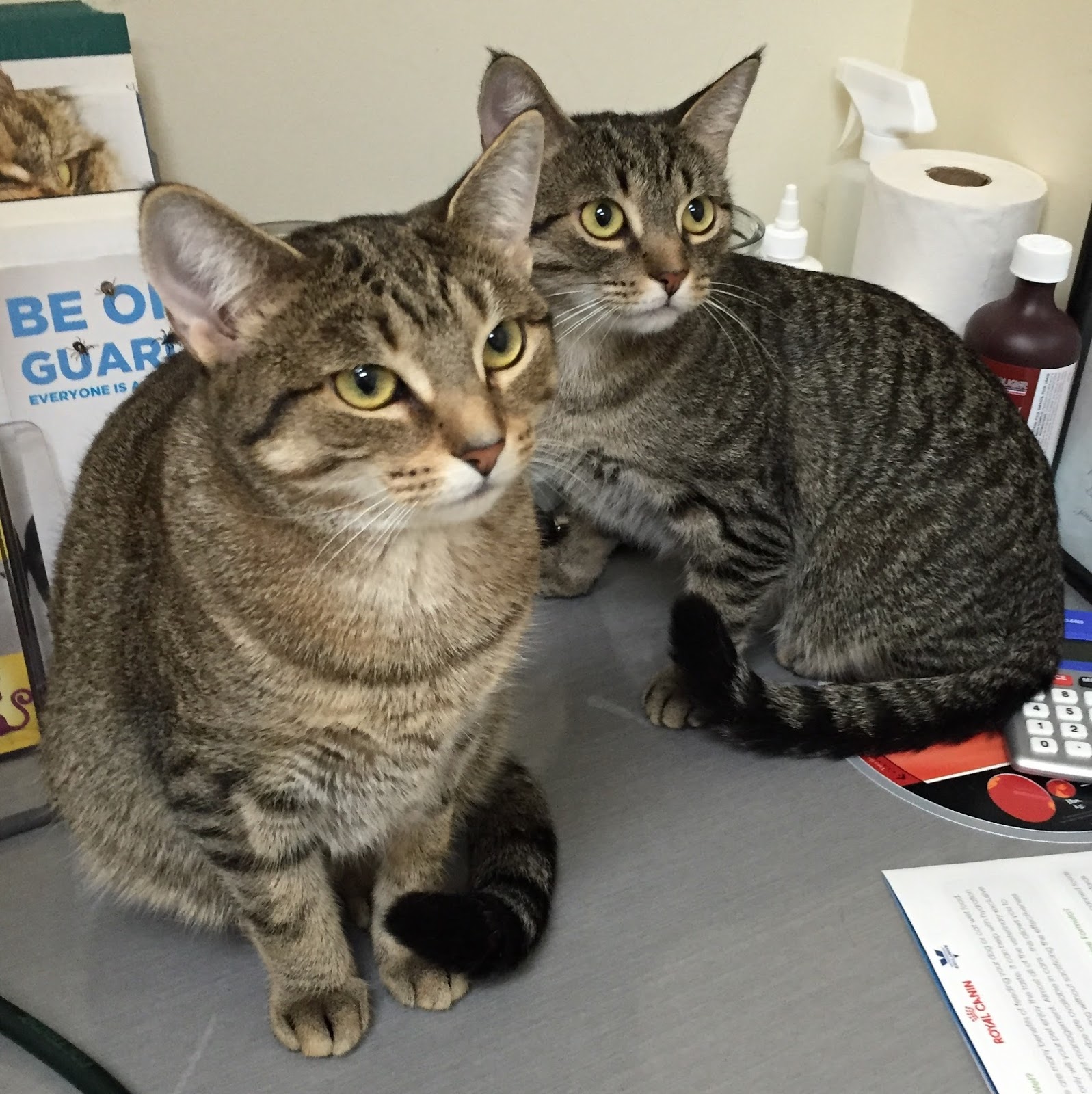 CSL Cats Committee: Two beautiful sister tabbies available for adoption
