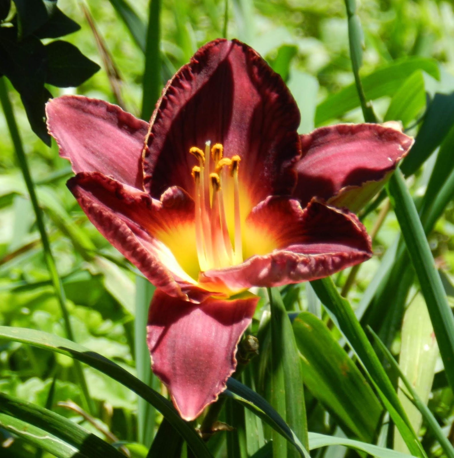 Prairie Rose's Garden