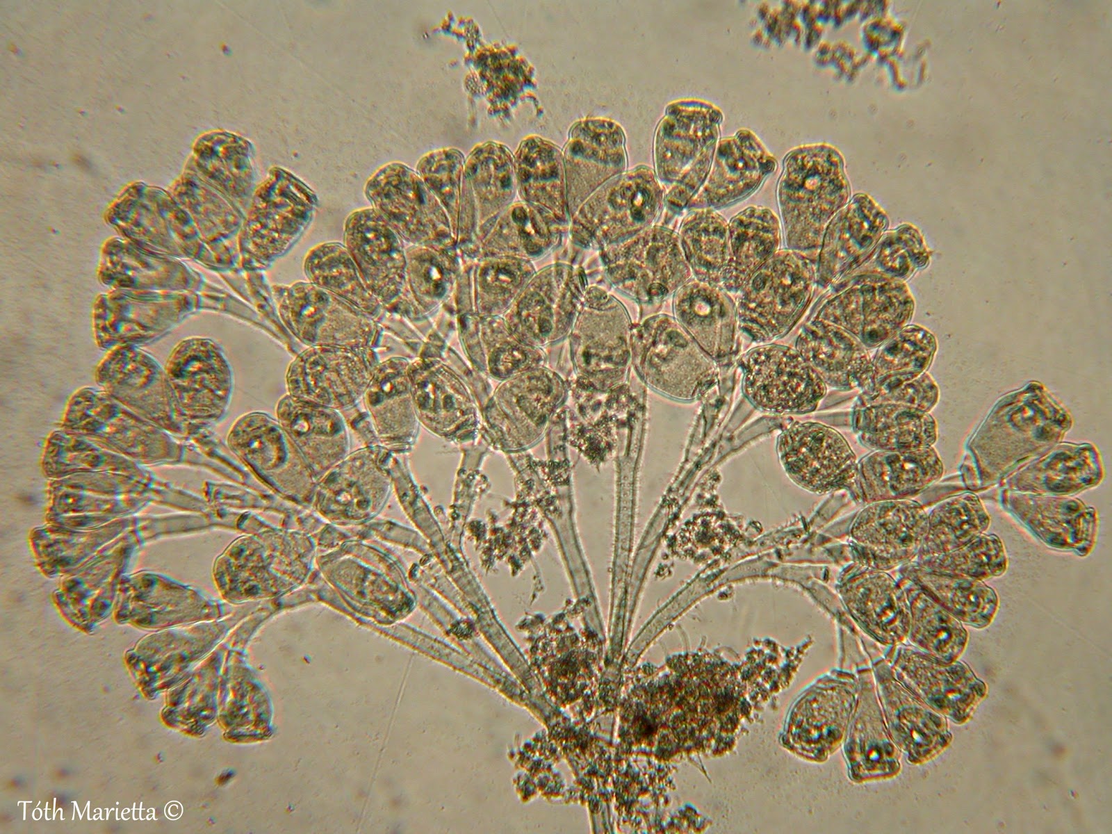 Természeti értékek lencsevégen: Ázalékállatkák