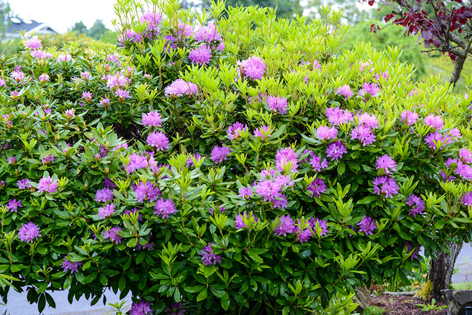 The Rhodies and Lucy