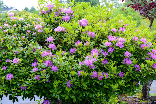 The Rhodies and Lucy