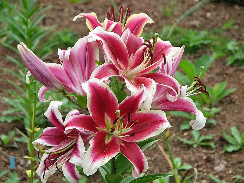 kahe valla piiri peal: liiliad