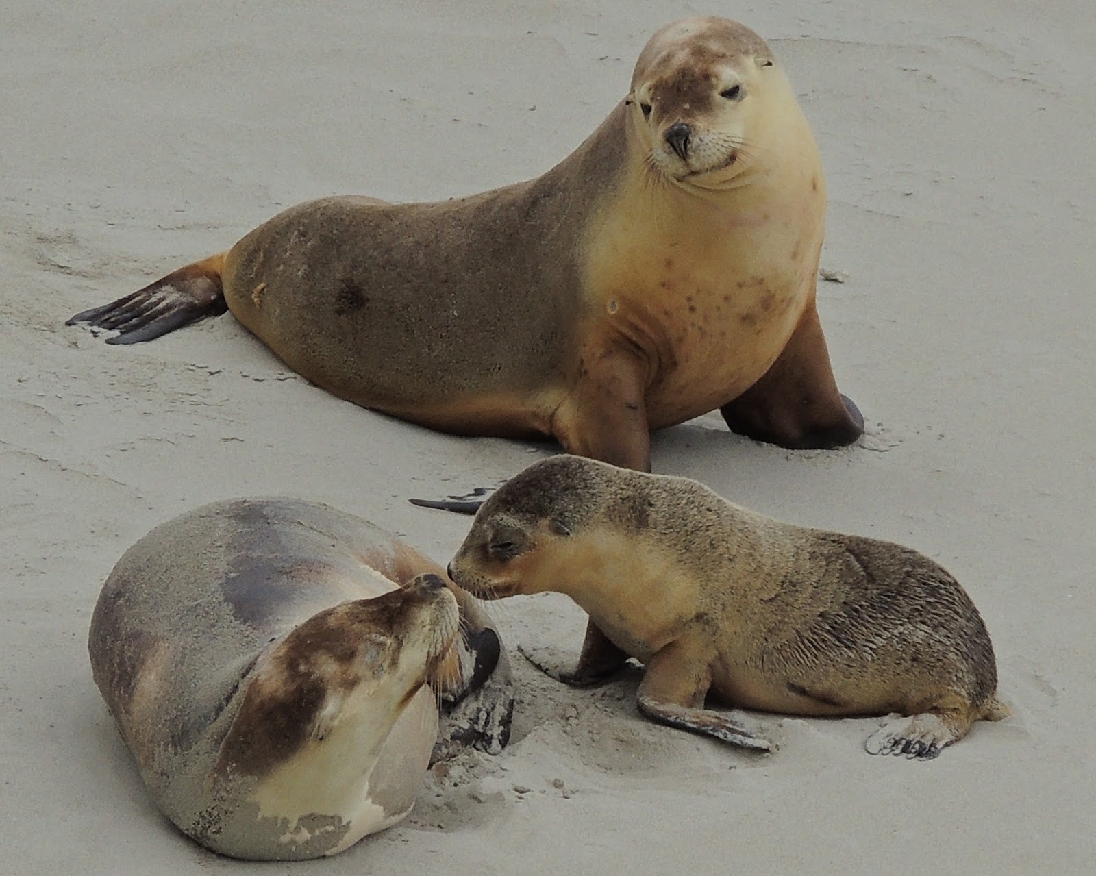 Abe's Animals: Pictures of the sea lion species