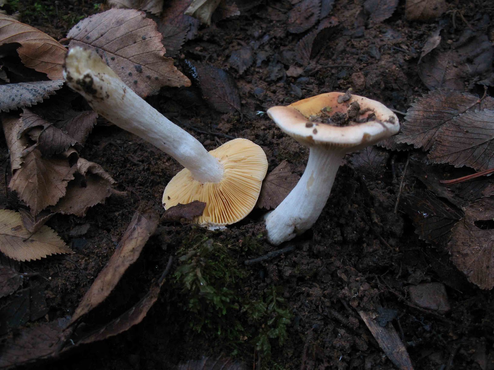 setas y hongos: LETRA R