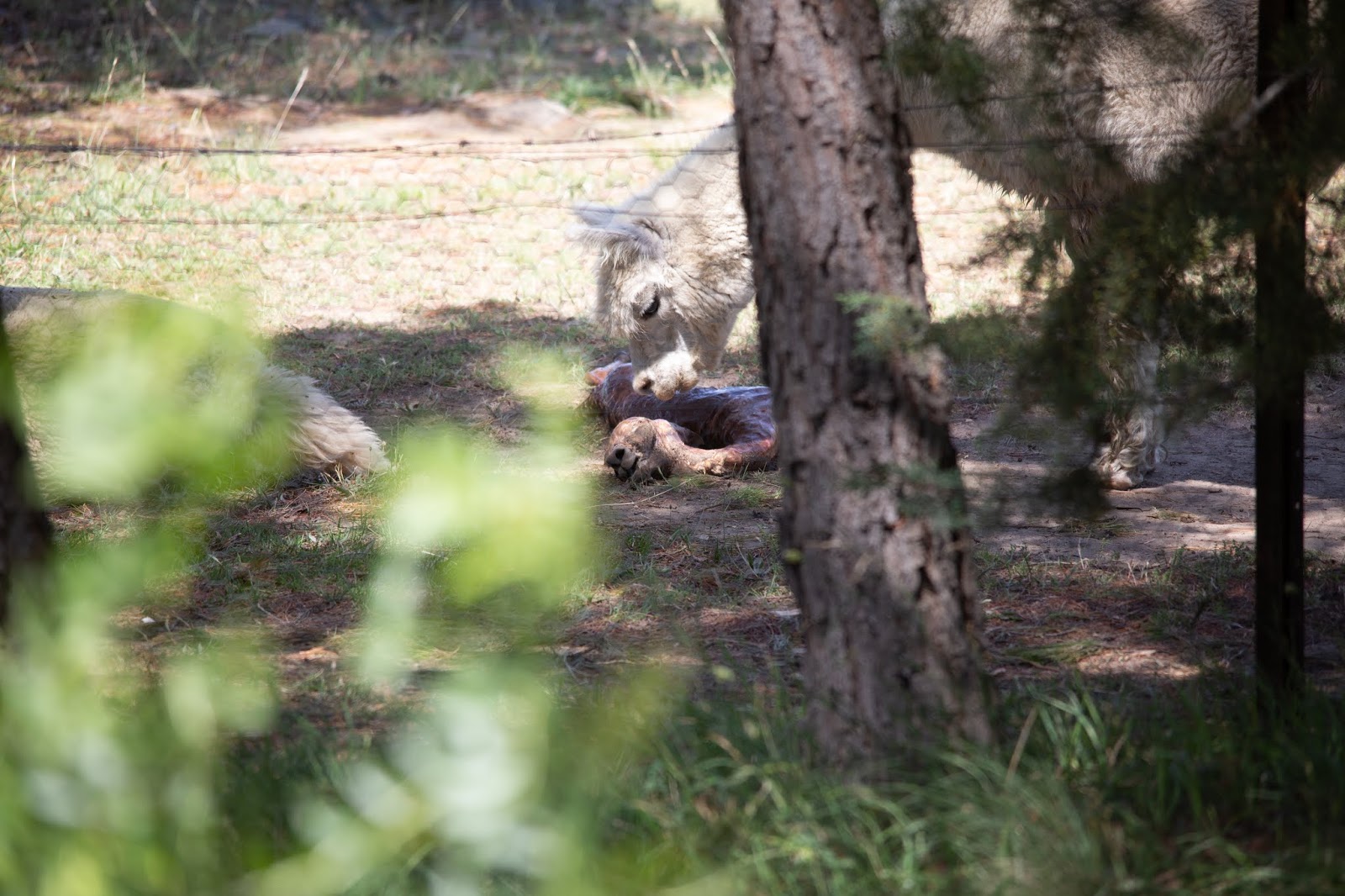 Small Farming: Alpaca Birth Sequence (time and images)