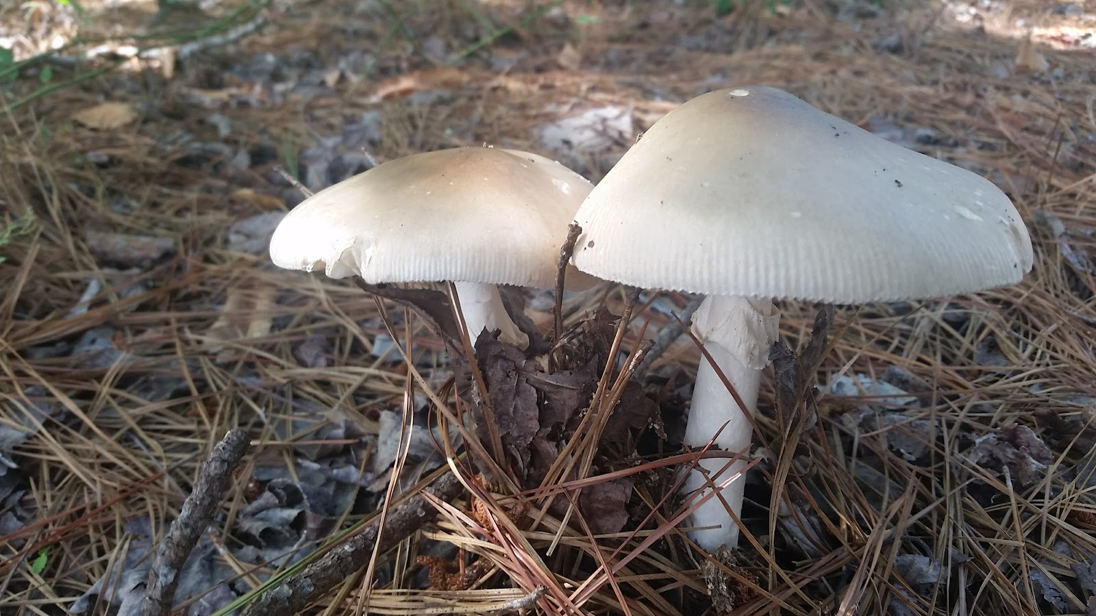 Private Forest Landowner: Moths And Mushrooms