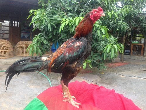 Ayam Juara
