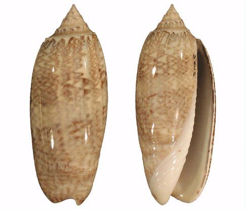 Team Villars @ Fran Maxon Real Estate: Shelling on Anna Maria Island