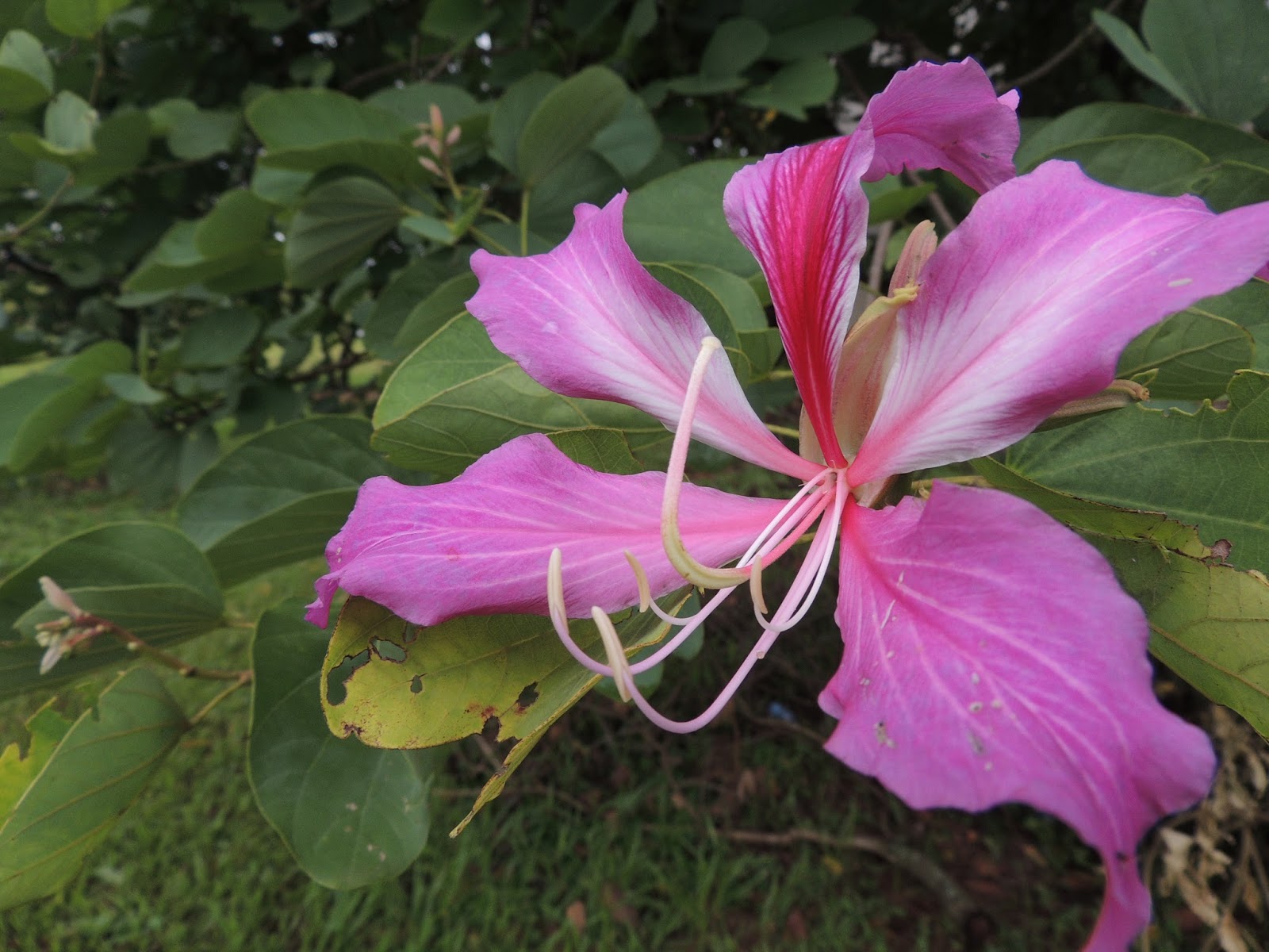 The Flowering plants (Leguminosae - Fabaceae): Fabaceae - Bauhinia ...