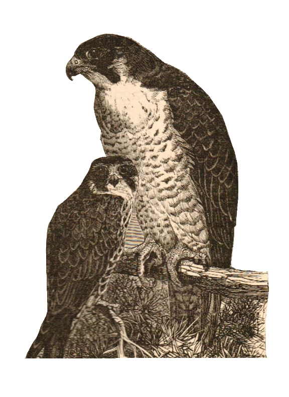 Leaping Frog Designs: Vintage Clip Art Birds Of Prey Hawks From Leaping ...