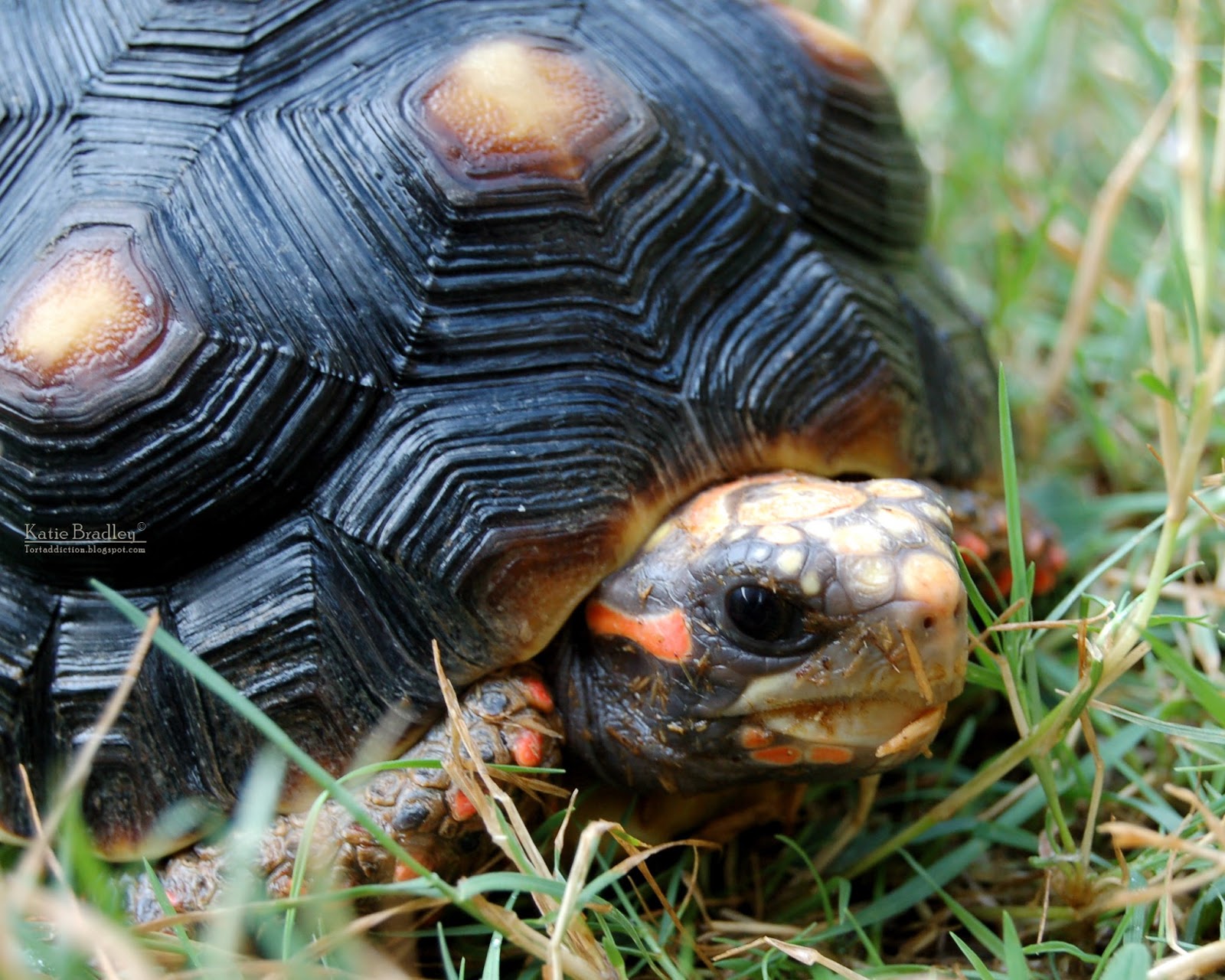 Tortaddiction: ...a redfoot?! Oh my!