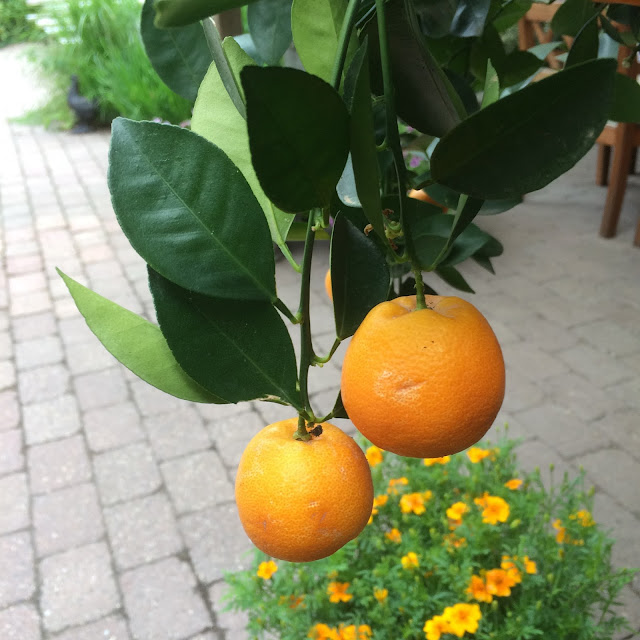 Fru Pedersens have: Appelsiner og appelsintagetes.