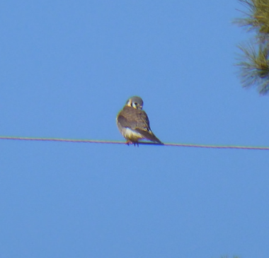 Newburyport Birders: Spring Hawk Watching on Plum Island - A Different ...