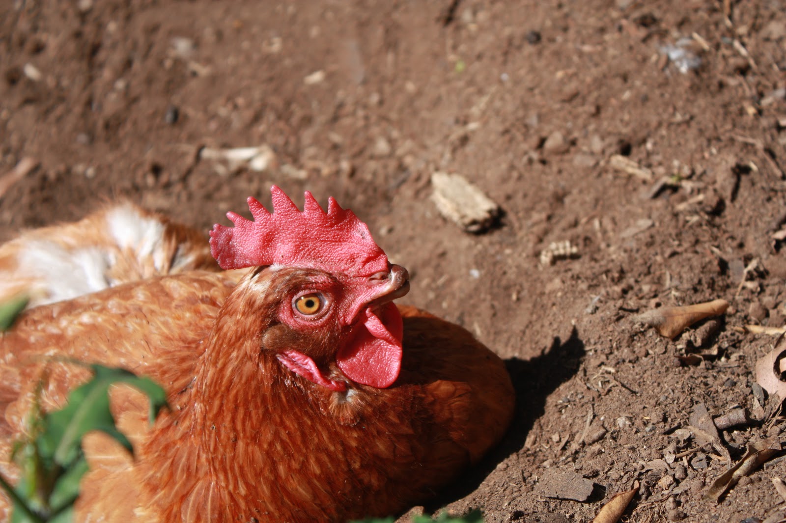 Tassell,Tea pot and Life Down Under: Headless Chooks