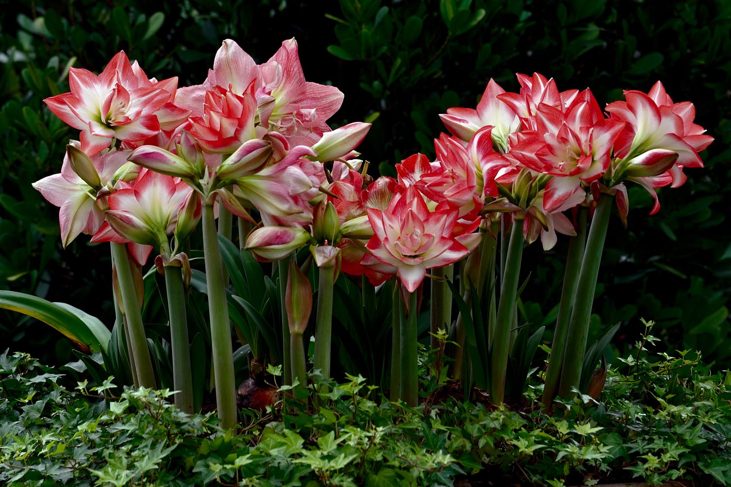 The Amazing Life: Today's Flower #140: Taipei Flora Expo