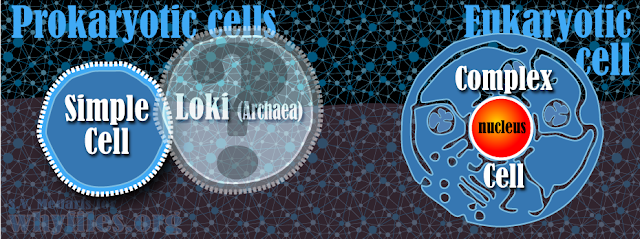 Biological-Freak: 最接近真核細胞之原核細胞—洛基古菌(Lokiarchaeota) 10-28-2018