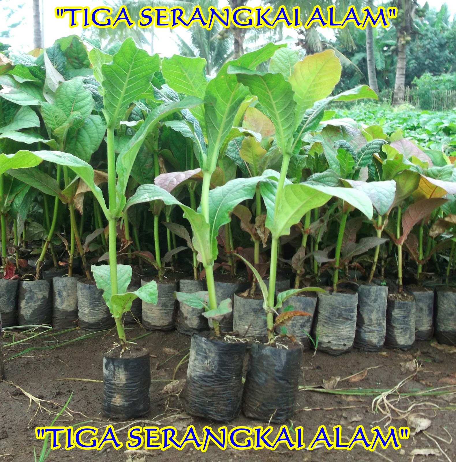 Jabon Merah/Samama (Anthocephalus Macrophylus) | Tiga Serangkai Alam