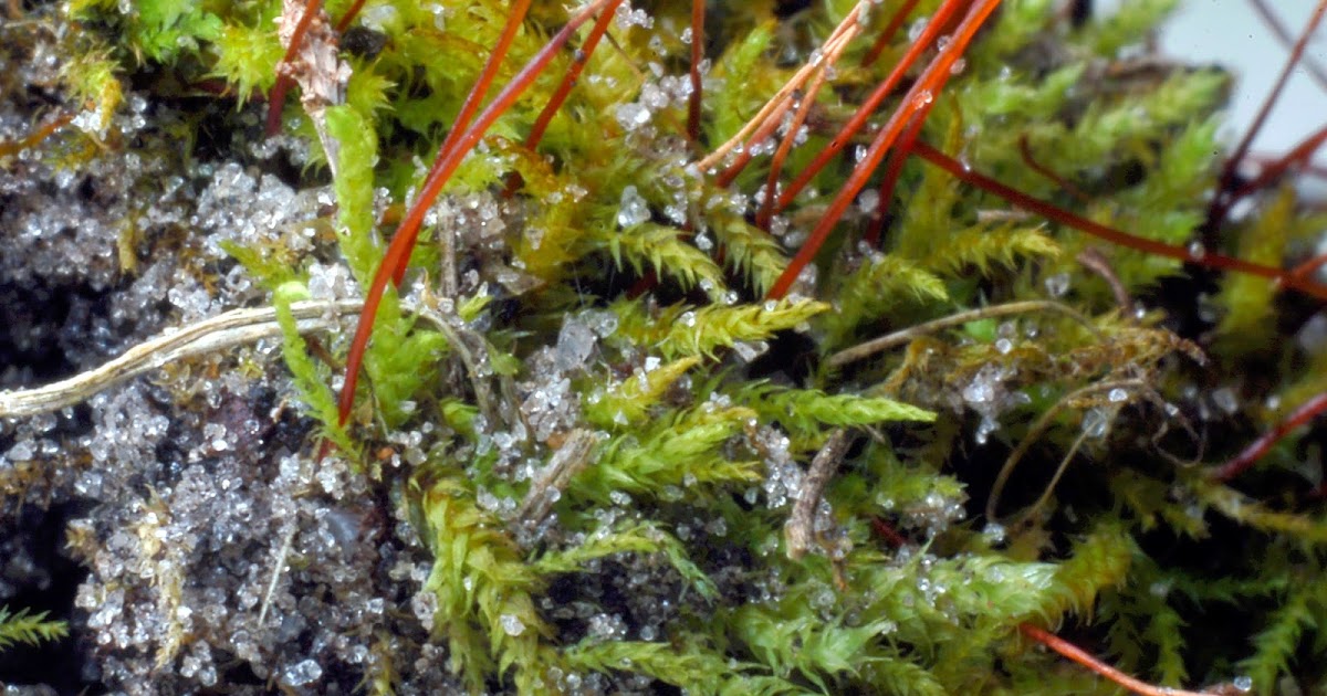 Botany Professor: Mosses of Central Florida 11. Haplocladium microphyllum