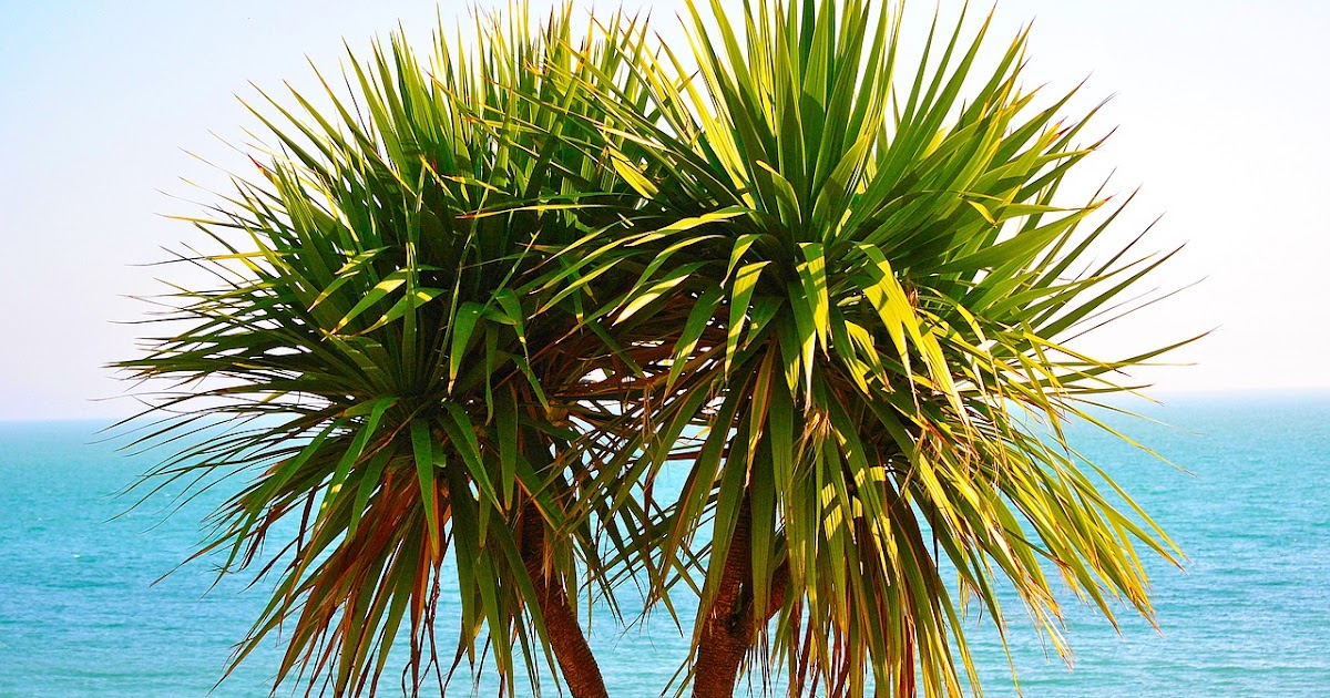 sobno saksijsko cveće