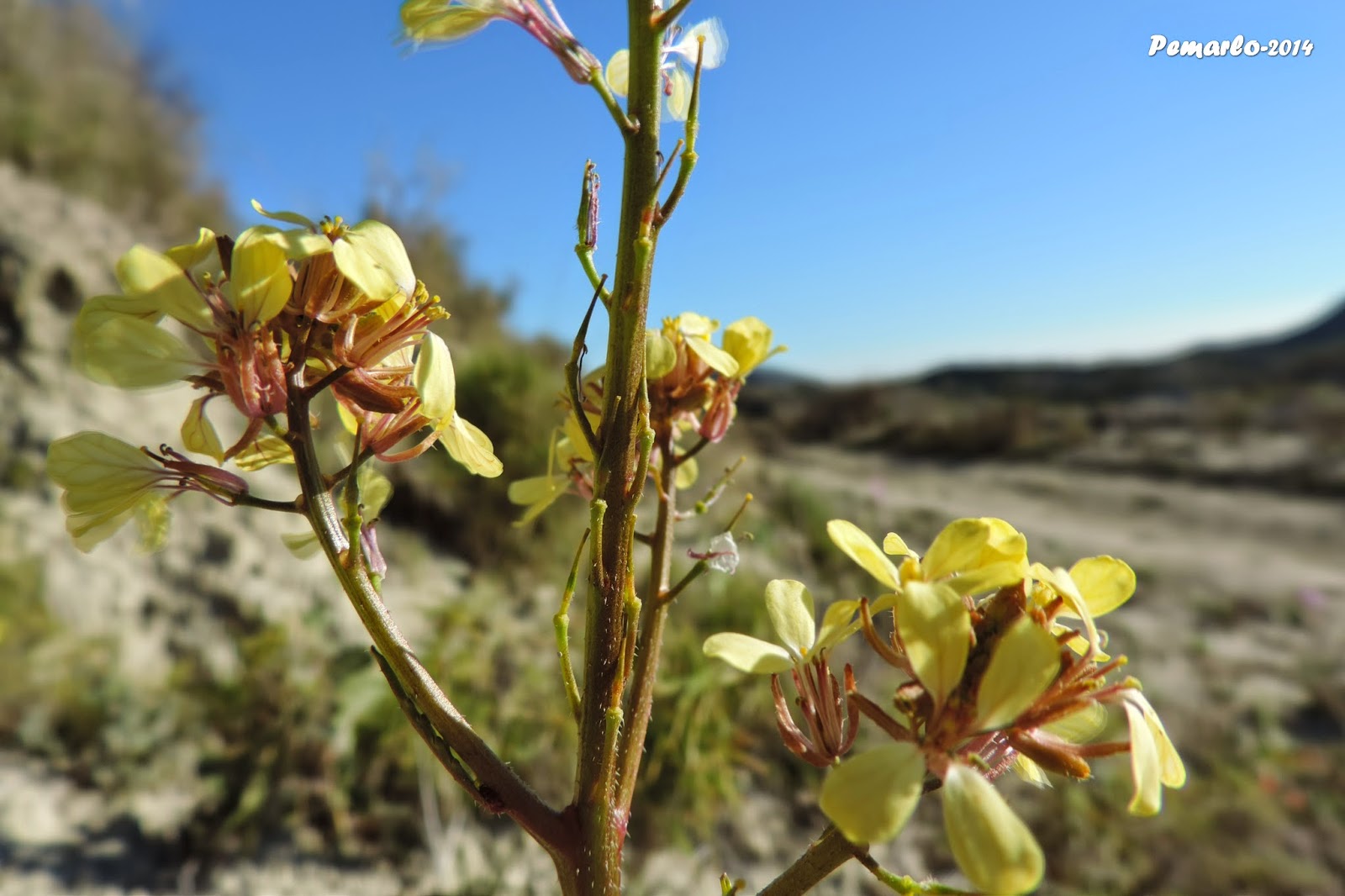 PLANTAS DE MURCIA : GUIRAOA ARVENSIS (Jaramago menor) EN EL ENTORNO DEL ...