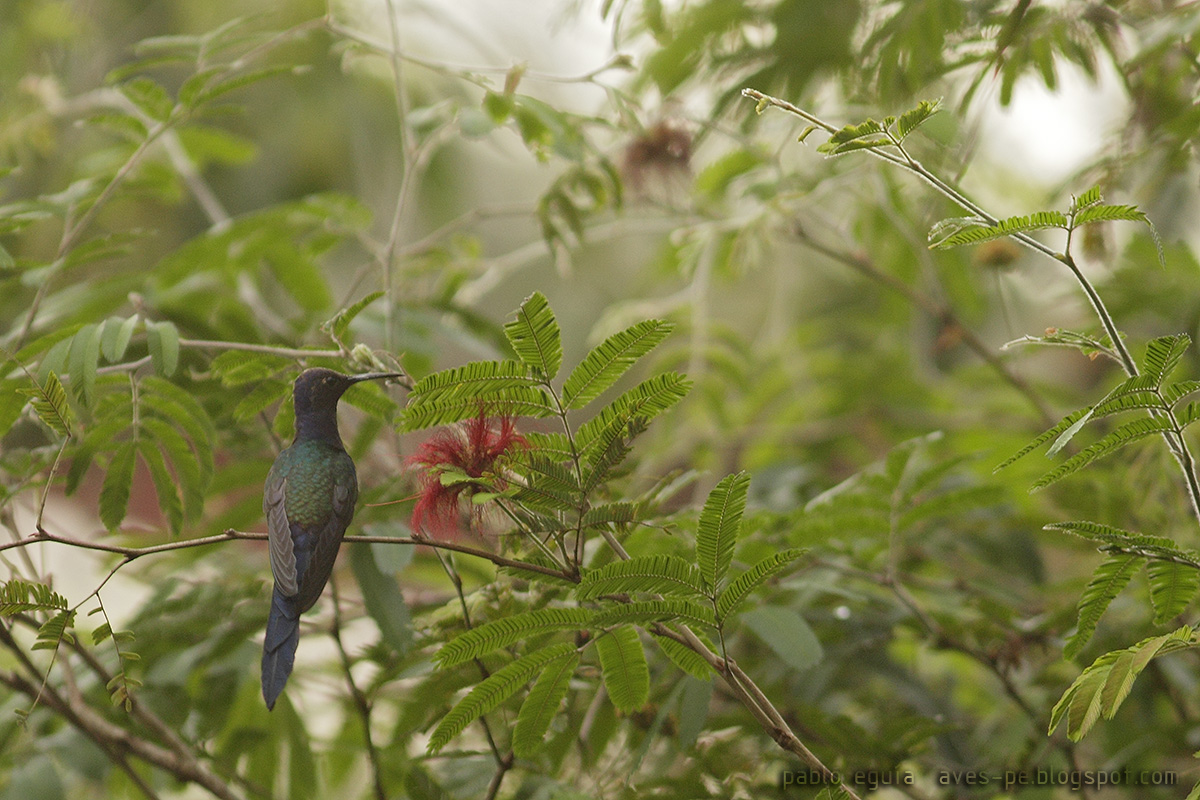 mis fotos de aves: Eupetomena macroura Picaflor Tijereta Swallow-tailed ...