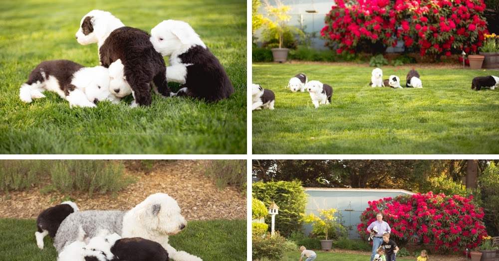 SnowDowne Too | Old English Sheepdogs: Old English Sheepdog Puppies ...