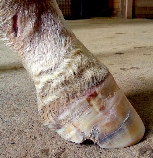 Fran Jurga`s Hoofcare + Lameness: On the Case: Foal Foot Bone ...