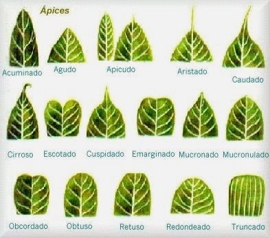 Hablemos de....: Hoja: Función, estructura, adaptación al medio y ...