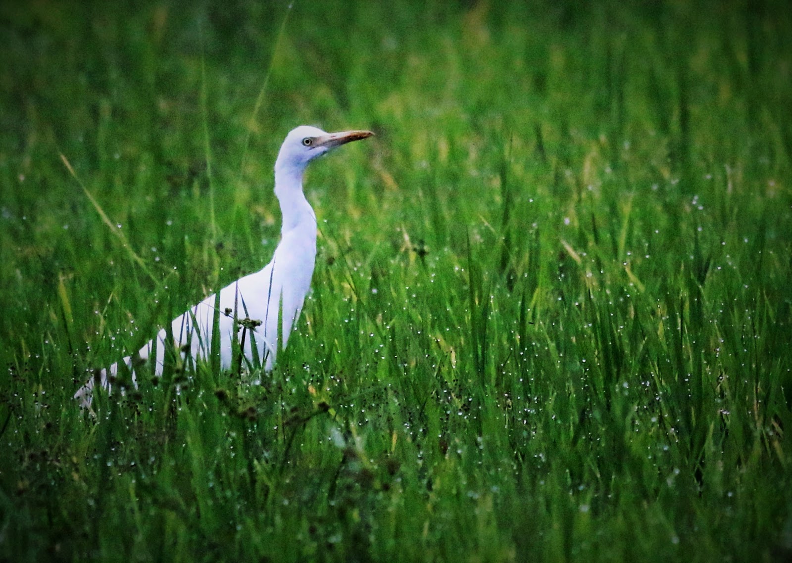 Ron-Nature-Adventures: Common Birds of Paddy Fields - Dec 2015 to Jan 2016
