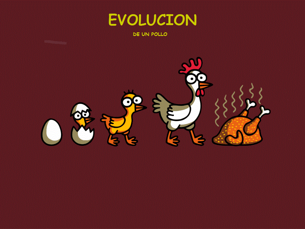 Imagenes chistosas de pollos - Imagui