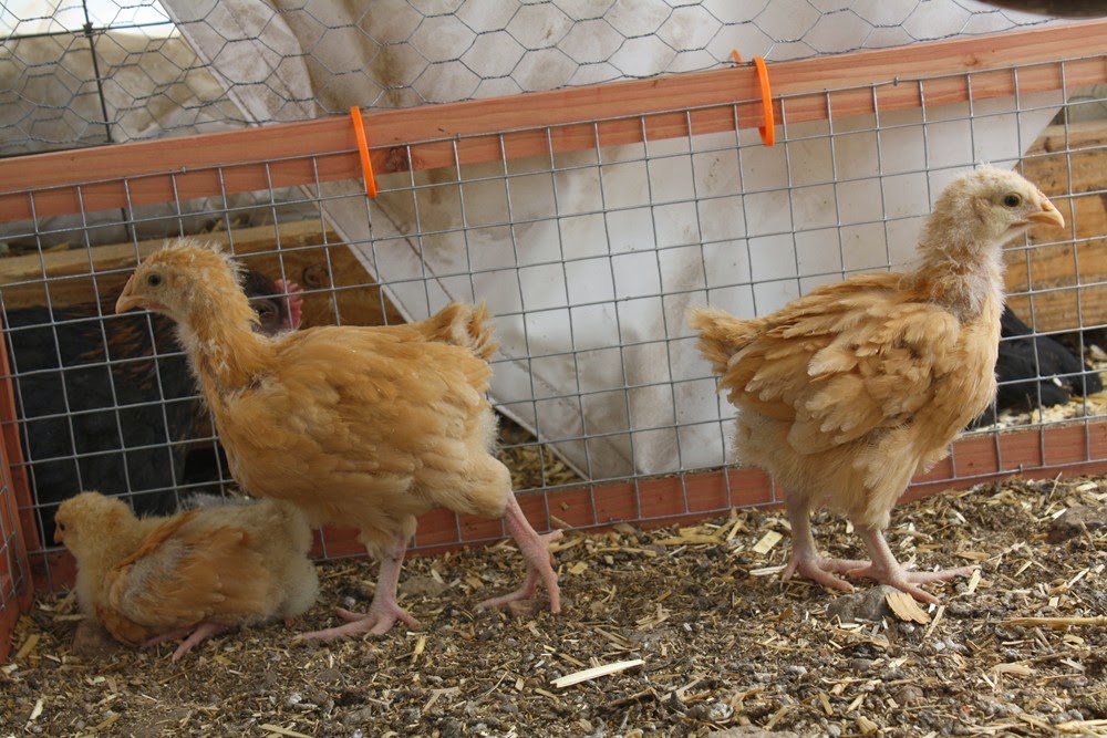 The Edible Garden: Buff Orpington Chicks