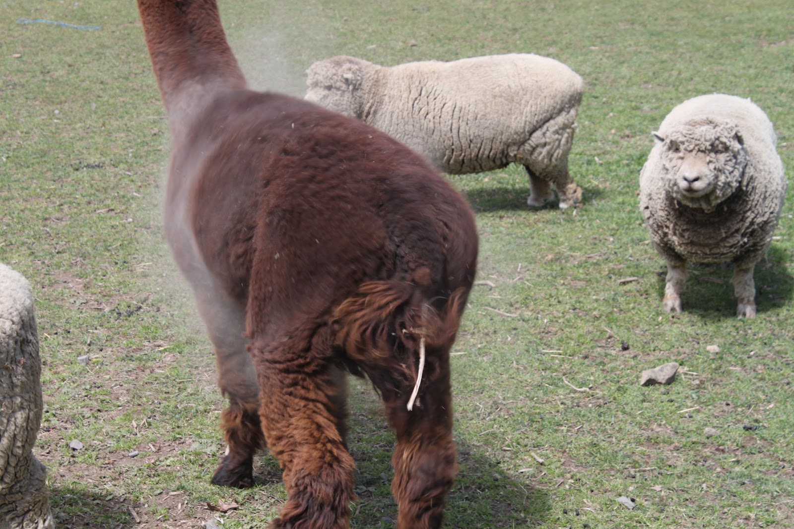 Meals I Have Eaten: Alpacas, We Salute You