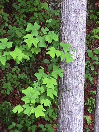 The 7 P's Blog: Seven Eastern Woodland Trees Essential To Survival