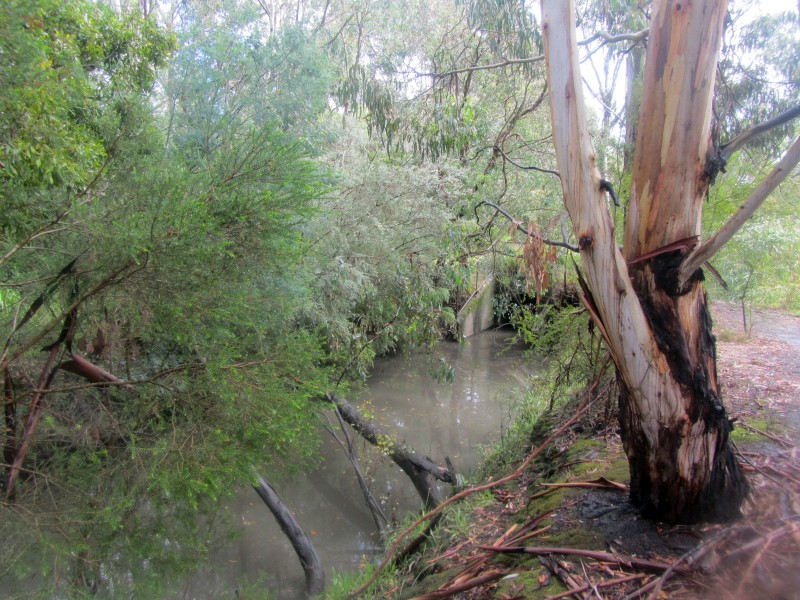 TRACKS, TRAILS AND COASTS NEAR MELBOURNE : Mulgrave Wetlands Reserve