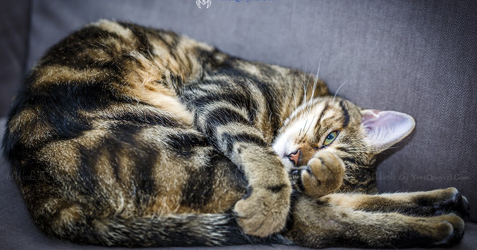 Shooting Cat. (Séance photo chats).