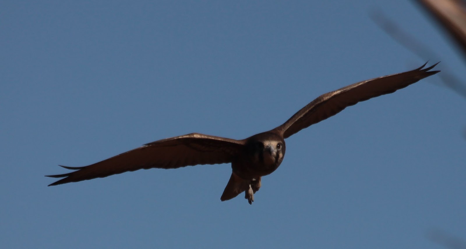 Richard Waring's Birds of Australia: Brown Falcon - I am not your Prey!