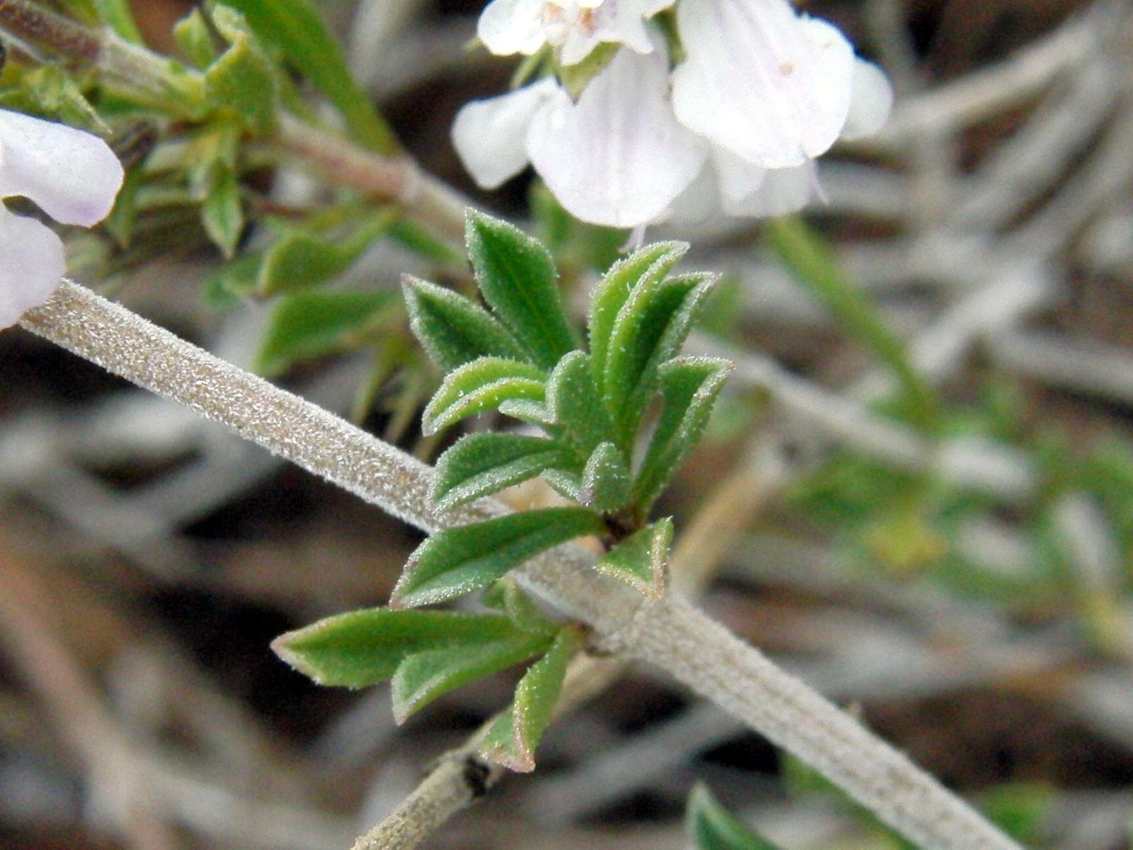 VILLENATURA: Satureja sp