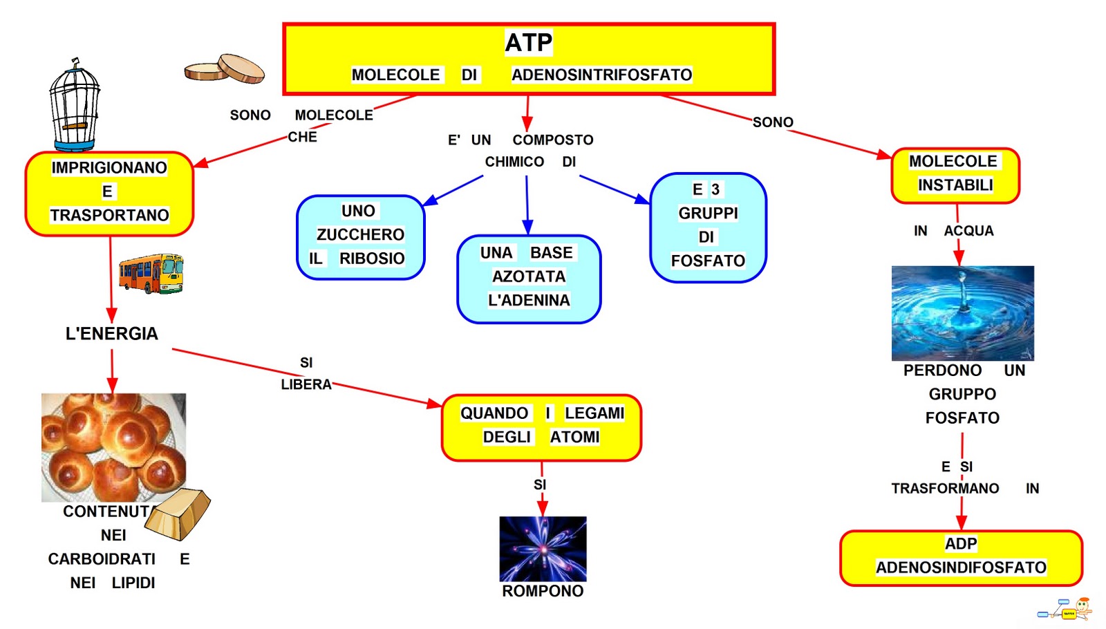 Mappa concettuale: ATP (molecole di adenosintrifosfato) • Scuolissima.com