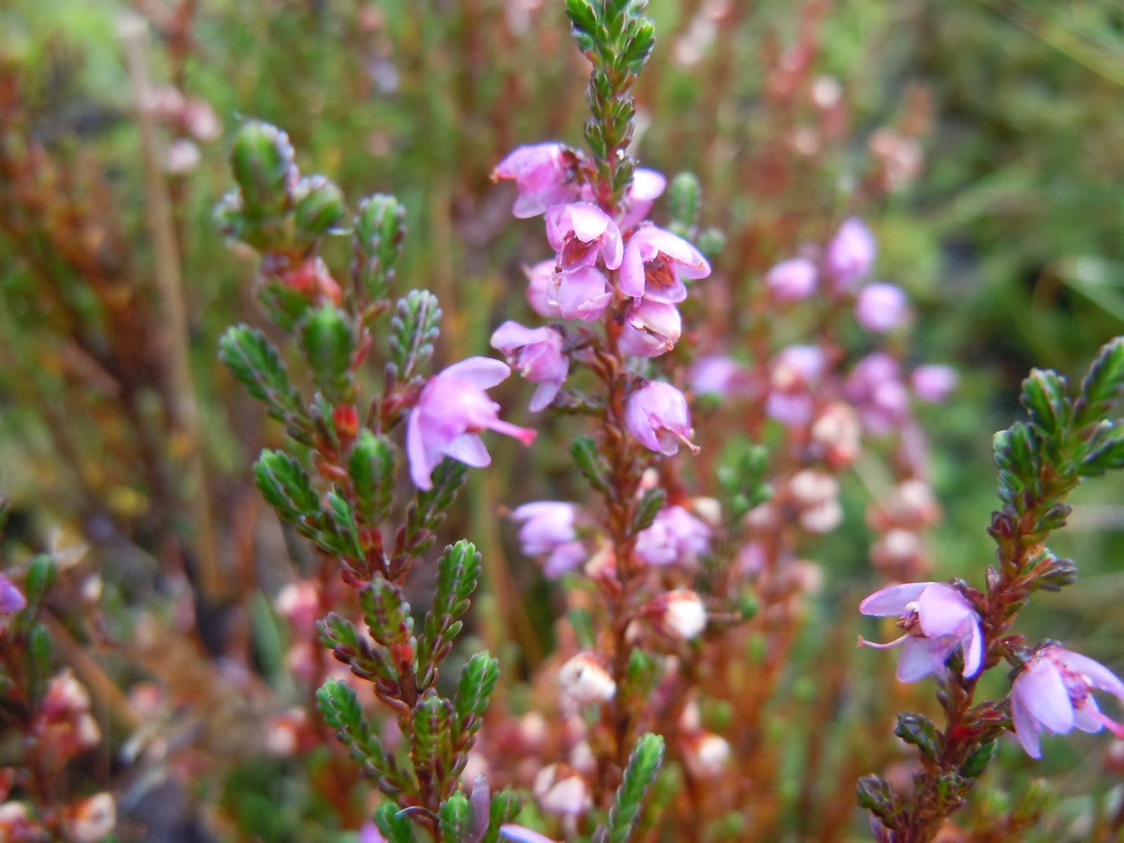 The Wetland Conservation Diary (UK): Tale of the two peatlands! Cord ...