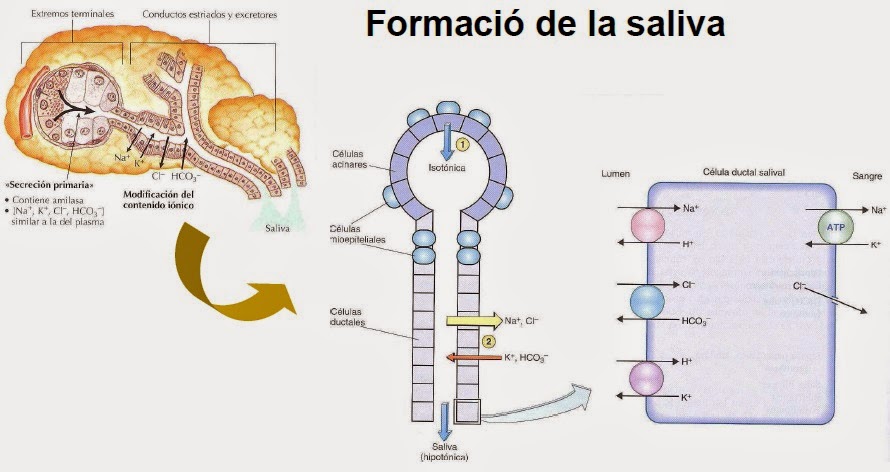 Sistema digestiu I - El dietario de Cristina