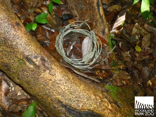 Walk with me through Tiger Country