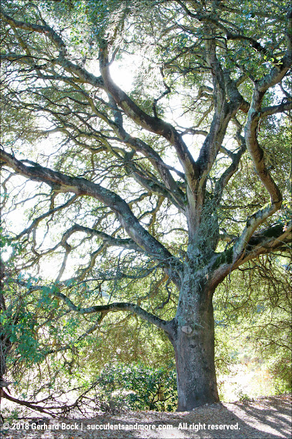 California native plant sale at Tilden Park in Berkeley