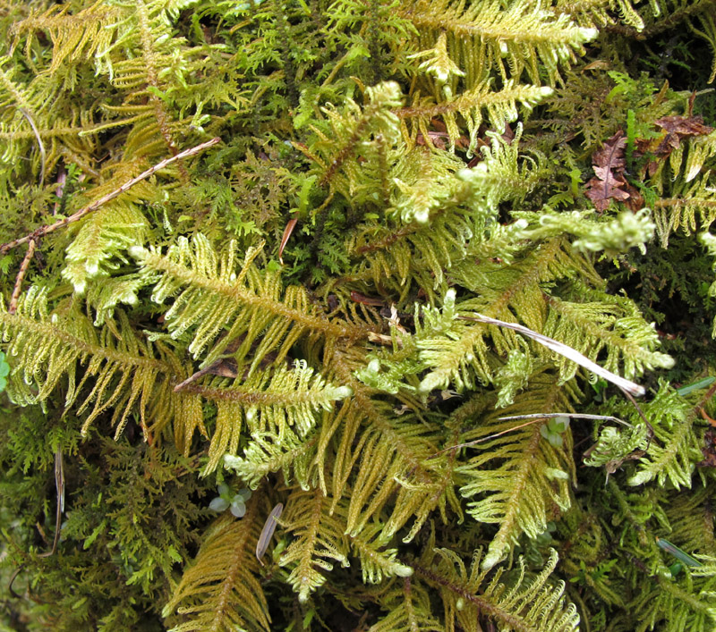 Squirrel's View: Day 2: Blackwater Falls Wildflower Pilgrimage 2011