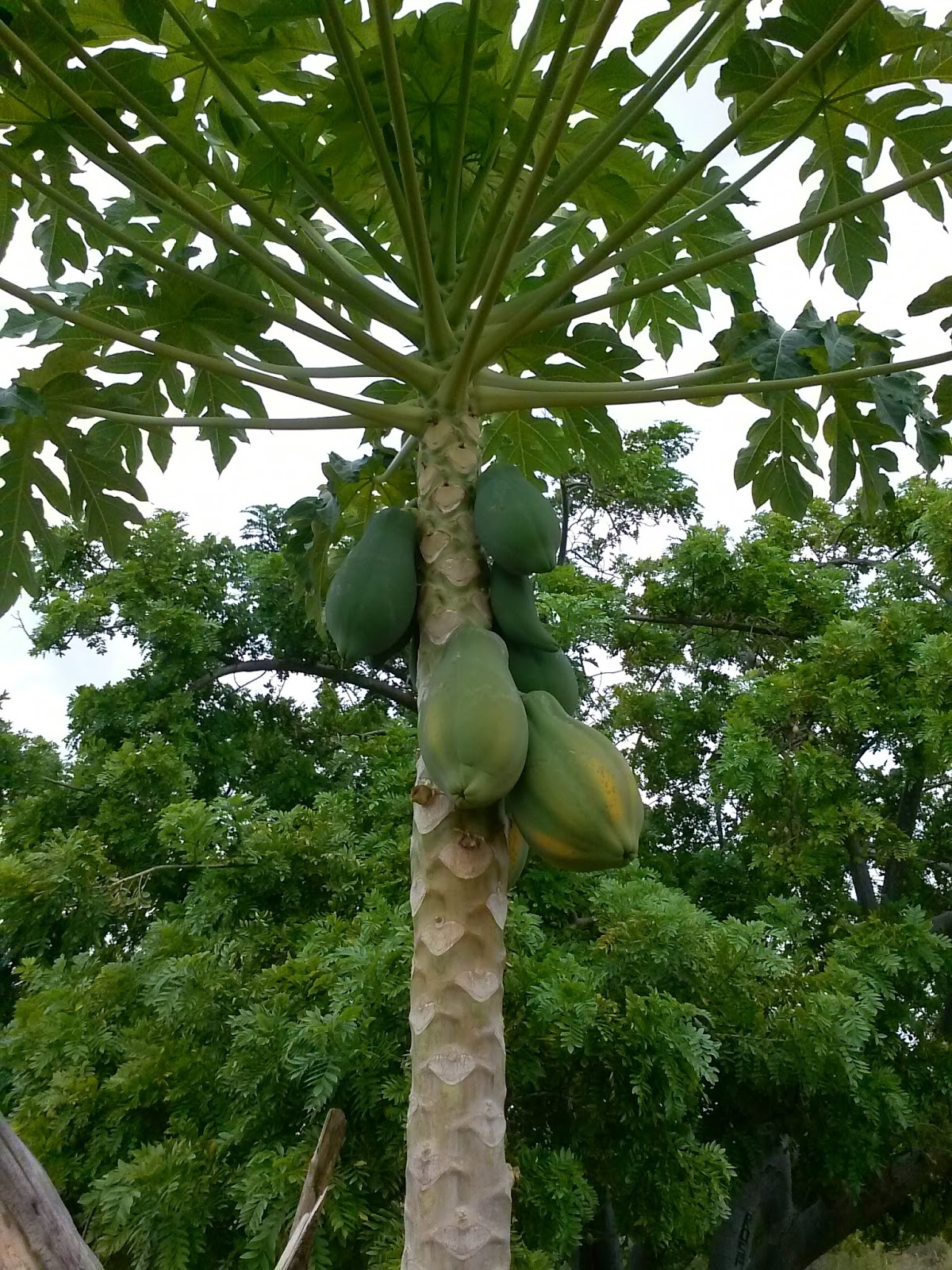 aquieducação: Árvore de Mamoeiro e seu fruto mamão